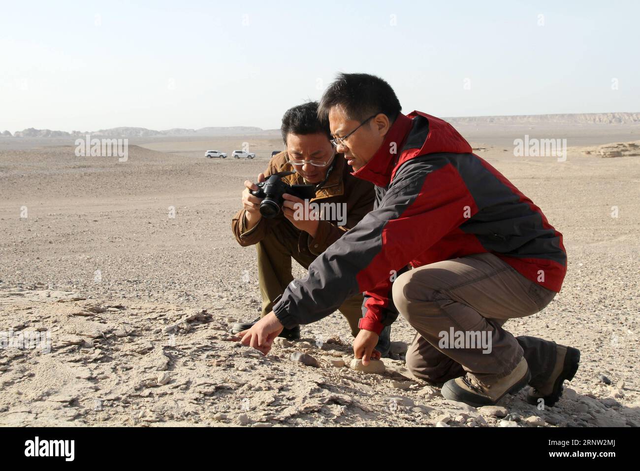 Hamipterus tianshanensis hi-res stock photography and images - Alamy