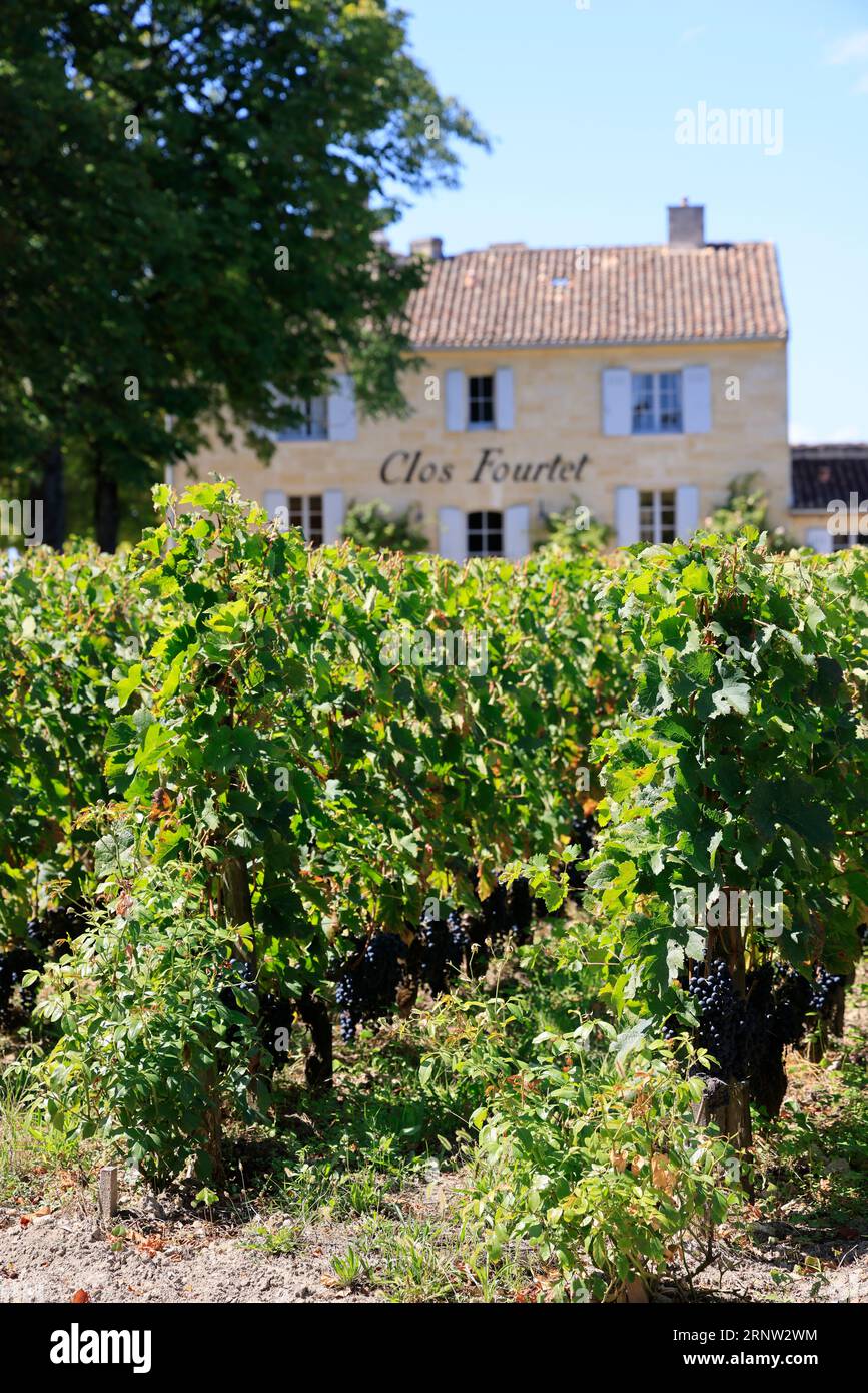 Production de vin de bordeaux saint emilion hi-res stock photography ...
