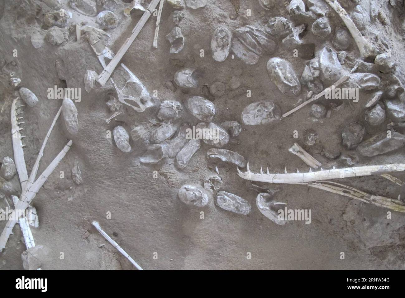 Fossil embryo hi-res stock photography and images - Alamy