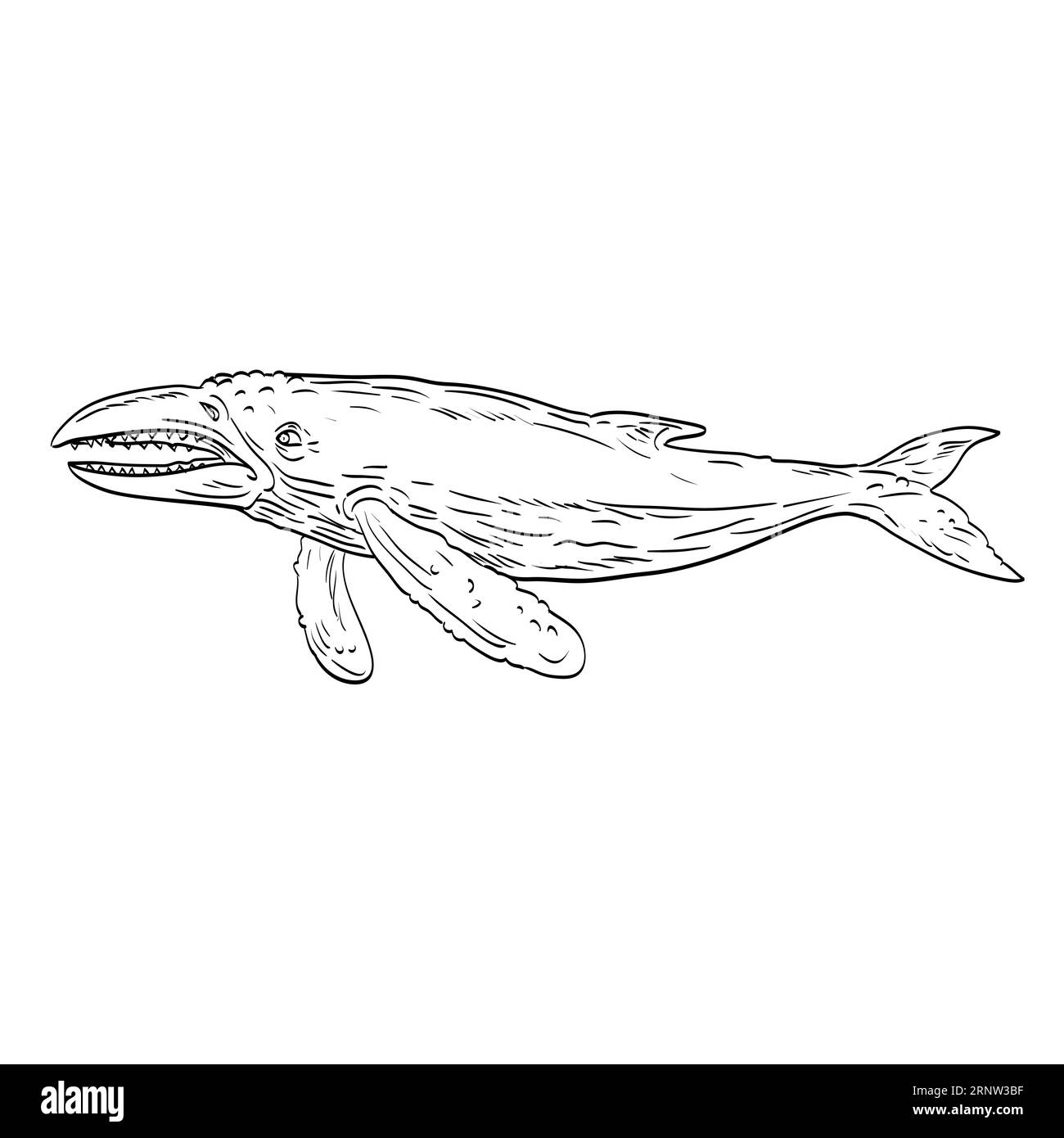 Line art drawing illustration of a Ziphius or Water Owl, in Medieval ...