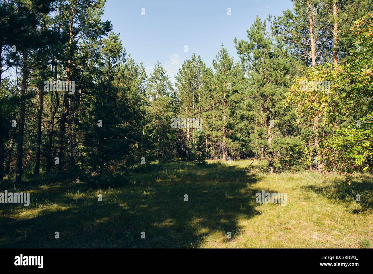 Clearing middle of pine forest on bright sunny day Stock Photo - Alamy