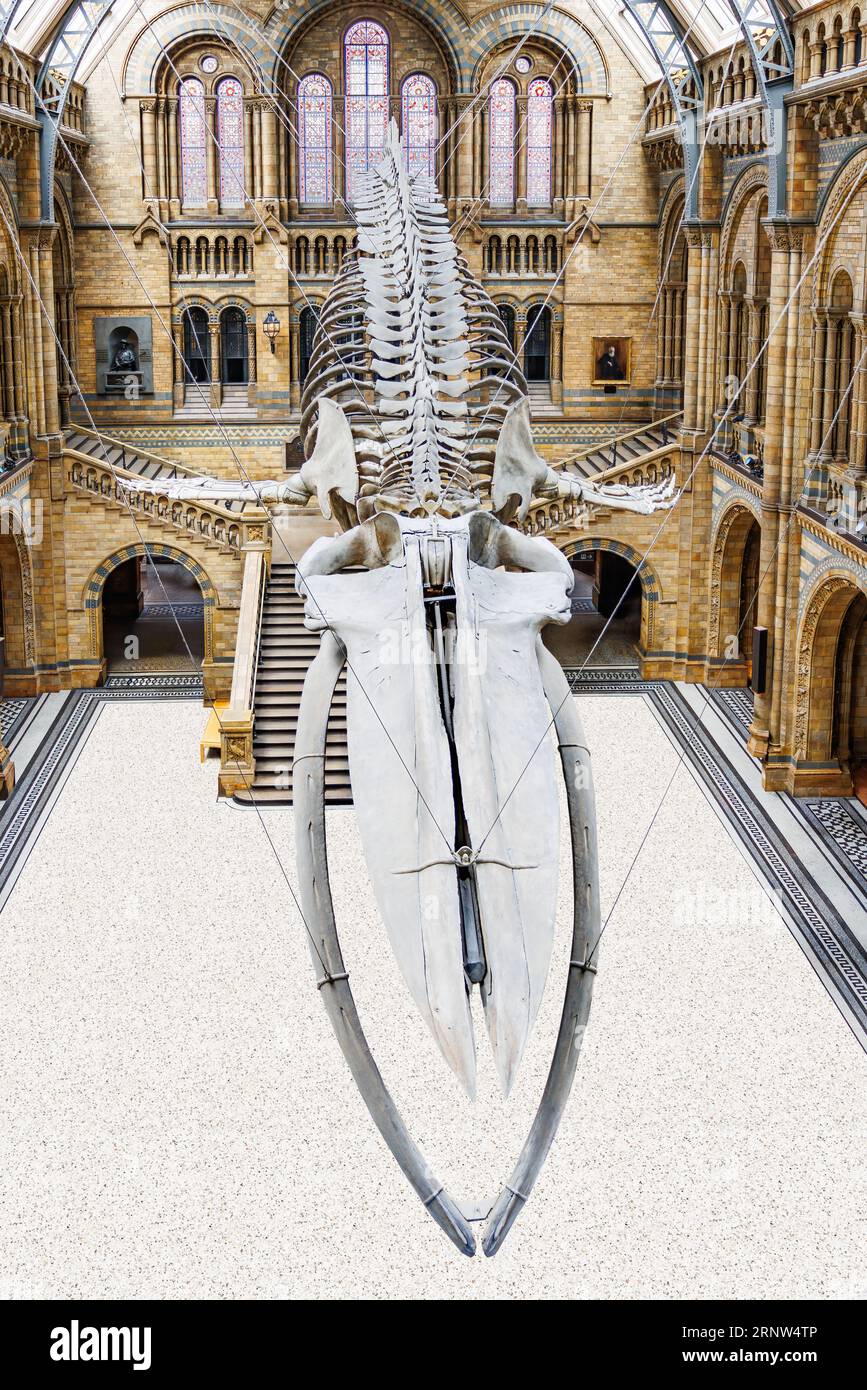 London, UK - May 21, 2023: Blue whale skeleton in the main hall of the Natural History Museum of ...