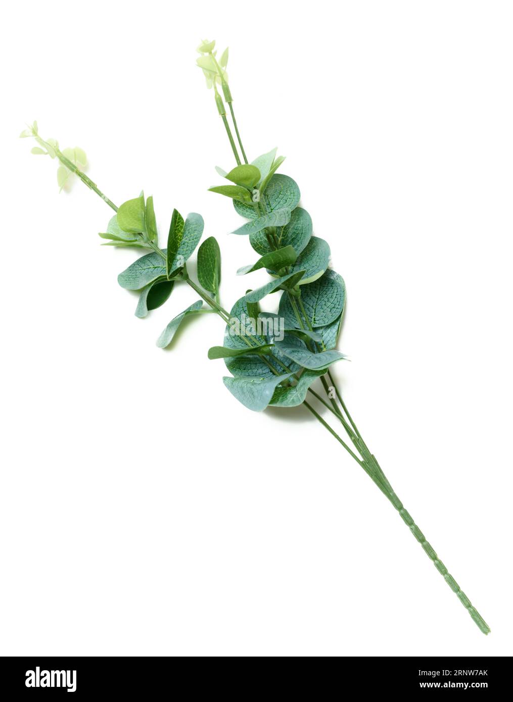 Plastic branch of eucalyptus with green leaves on a white background ...