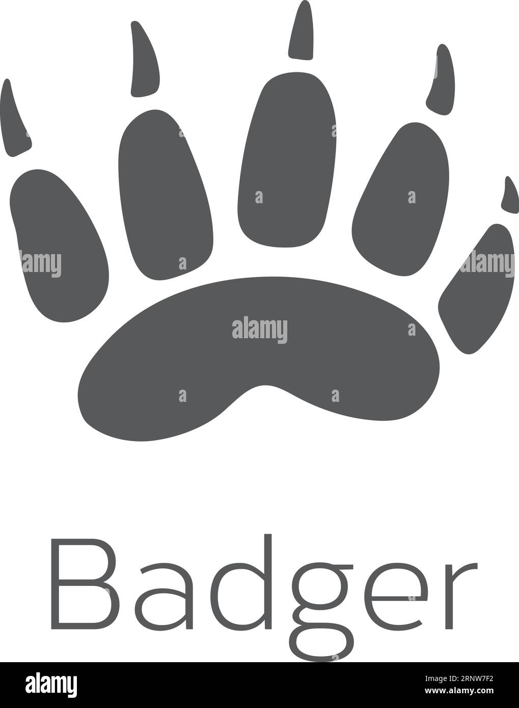 Badger footprint. Forest wild animal trail mark Stock Vector Image ...