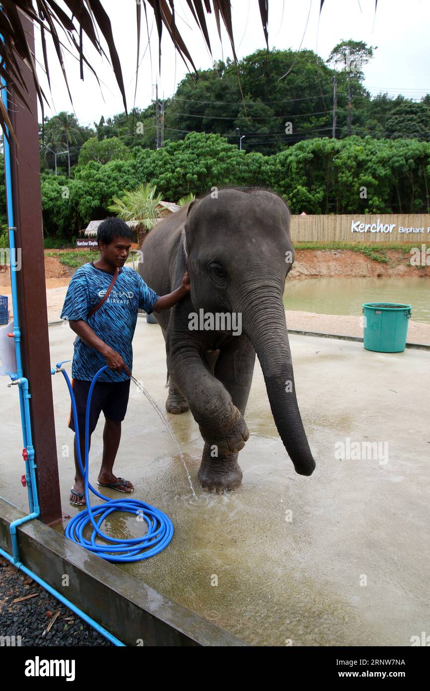Phuket elephant care hi-res stock photography and images - Alamy