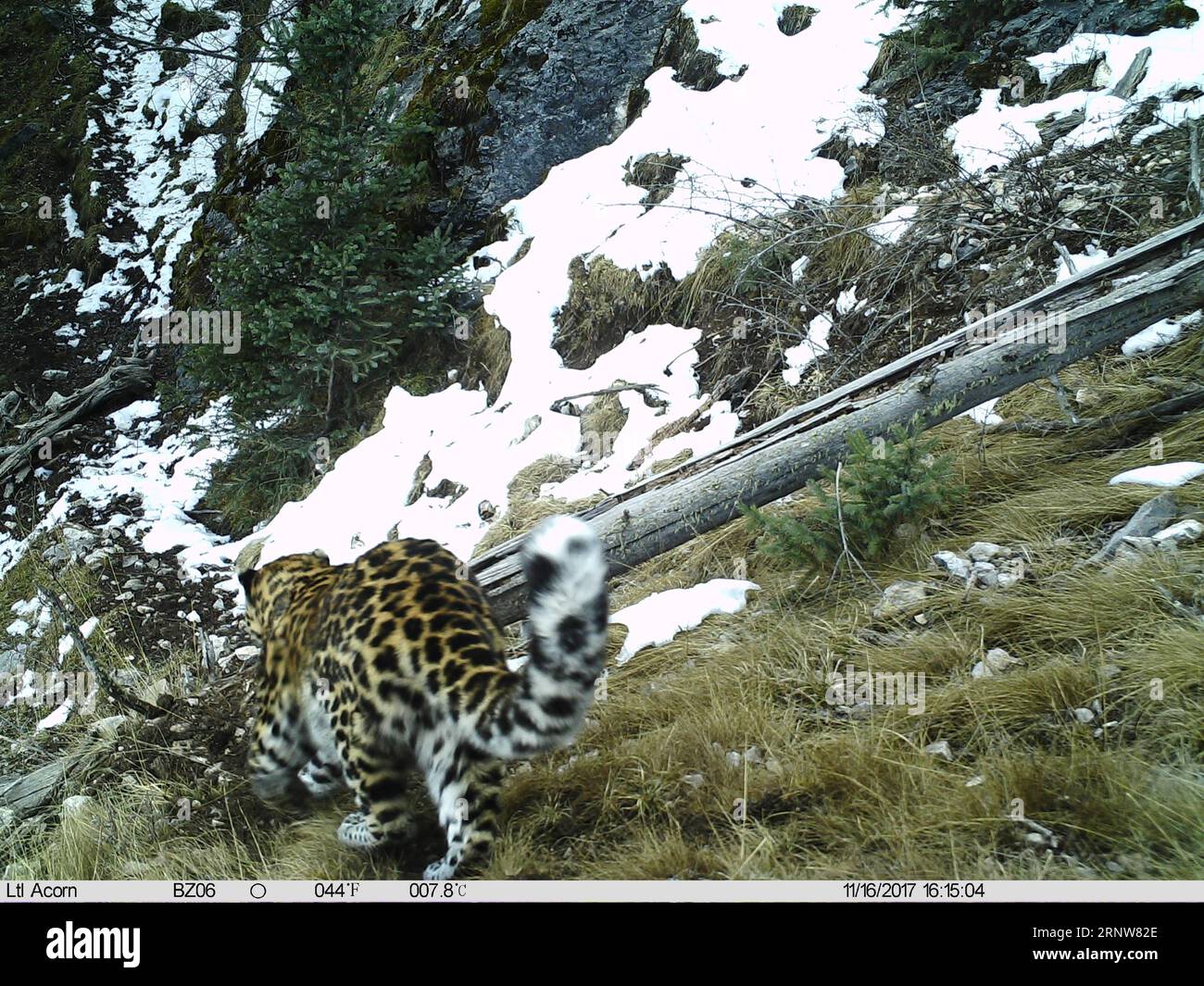 Leopard video hi-res stock photography and images - Alamy