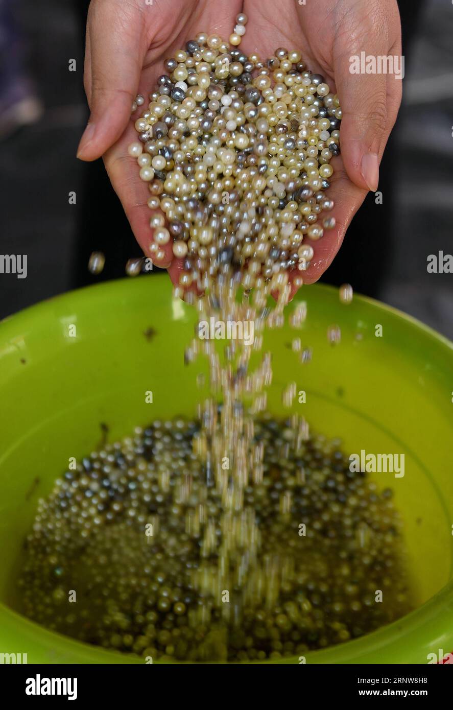 Pearl cultivation hi-res stock photography and images - Alamy