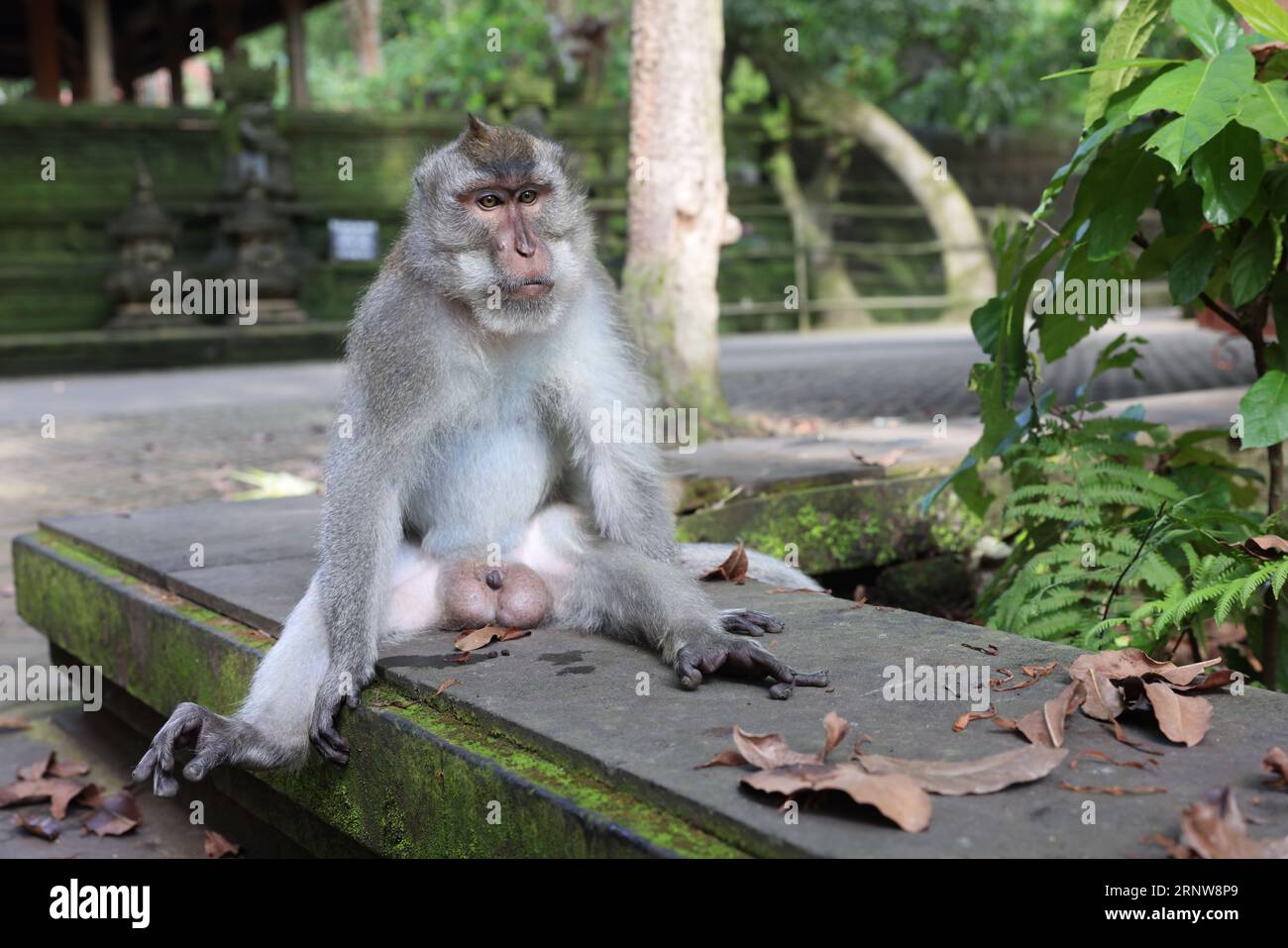 Monkey sitting around the Sacred Monkey Forrest Ubud Bali Stock Photo ...