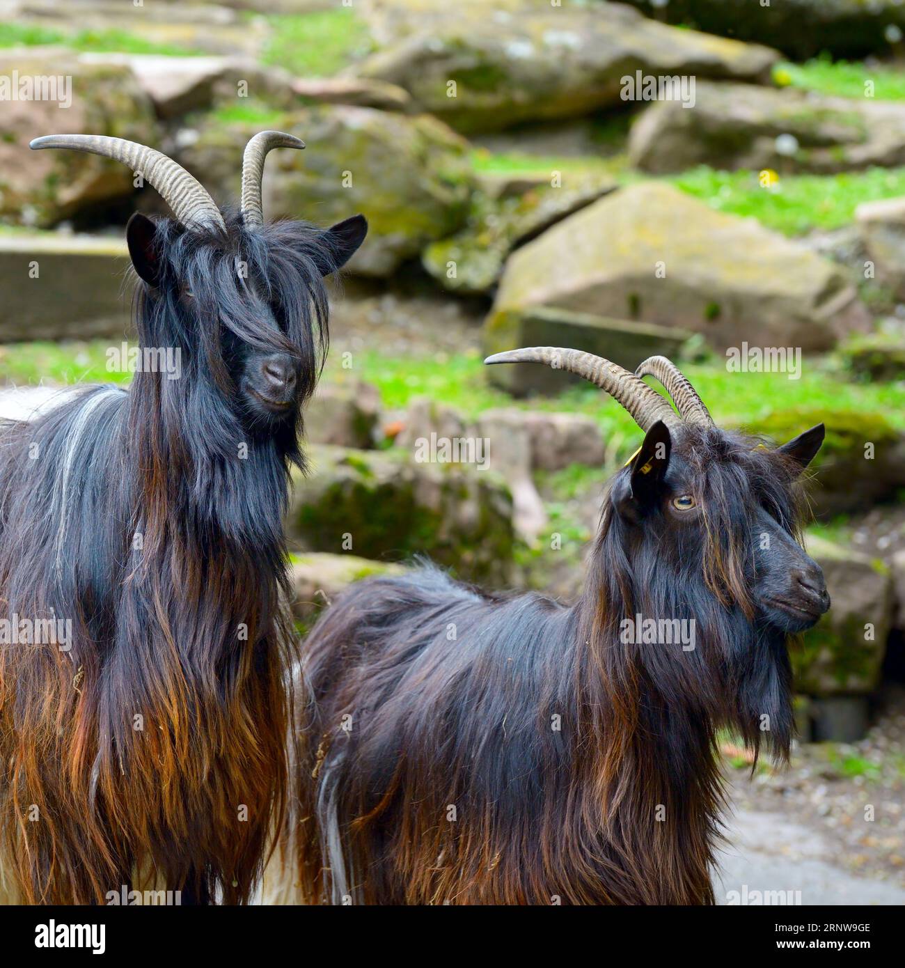 Big billy goat hi-res stock photography and images - Alamy