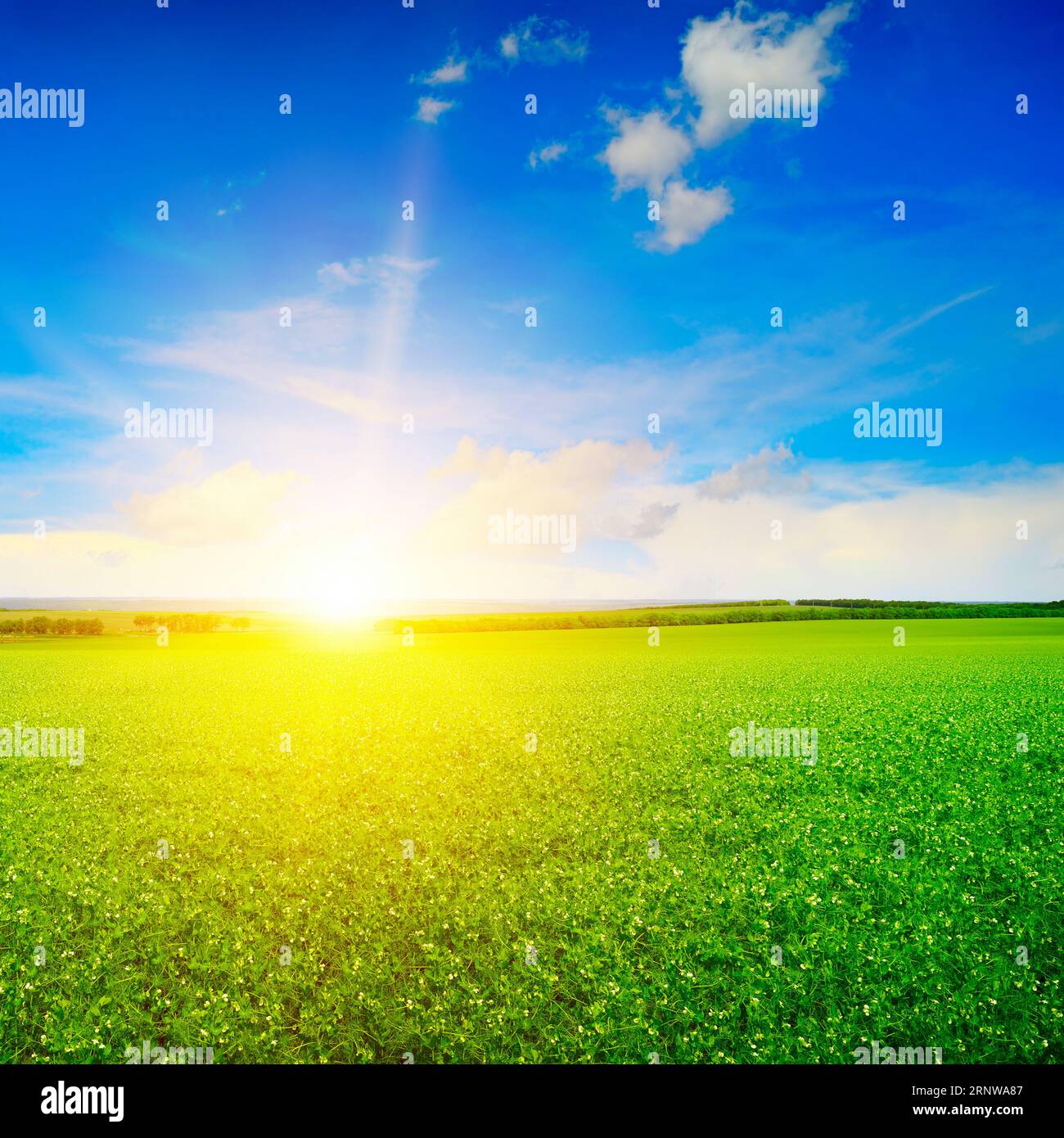 Peas field sun hi-res stock photography and images - Alamy