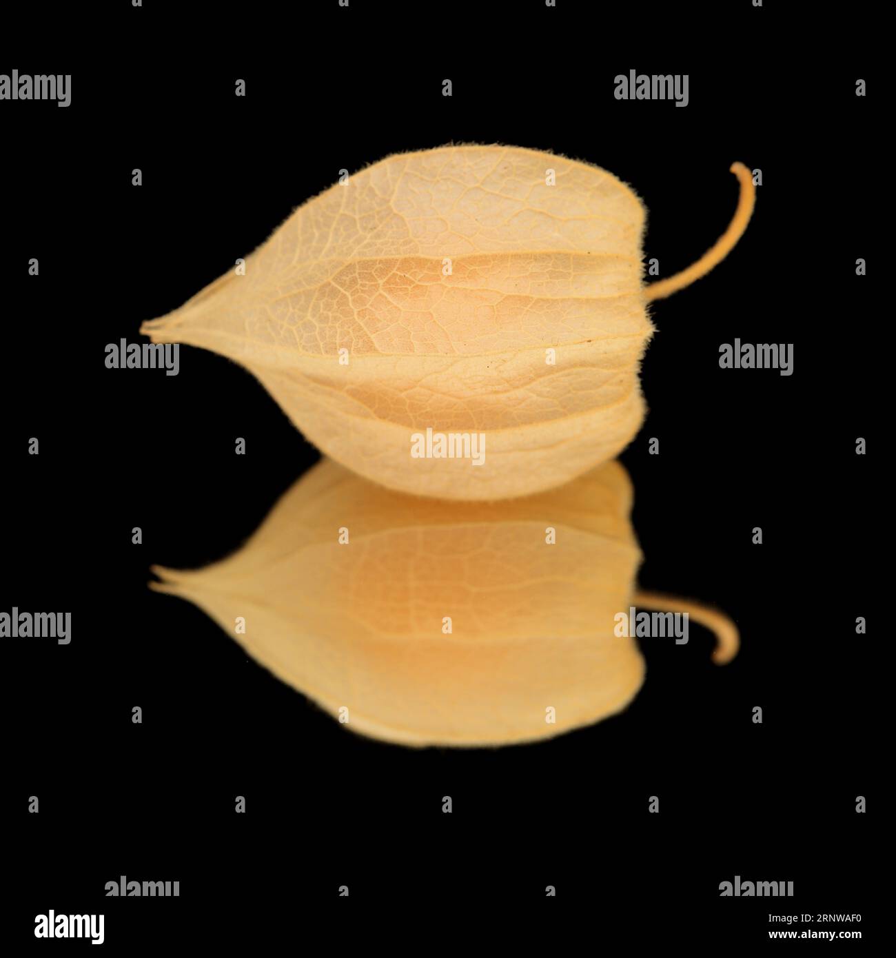 Light yellow physalis husk on mirror, isolated on black Stock Photo - Alamy
