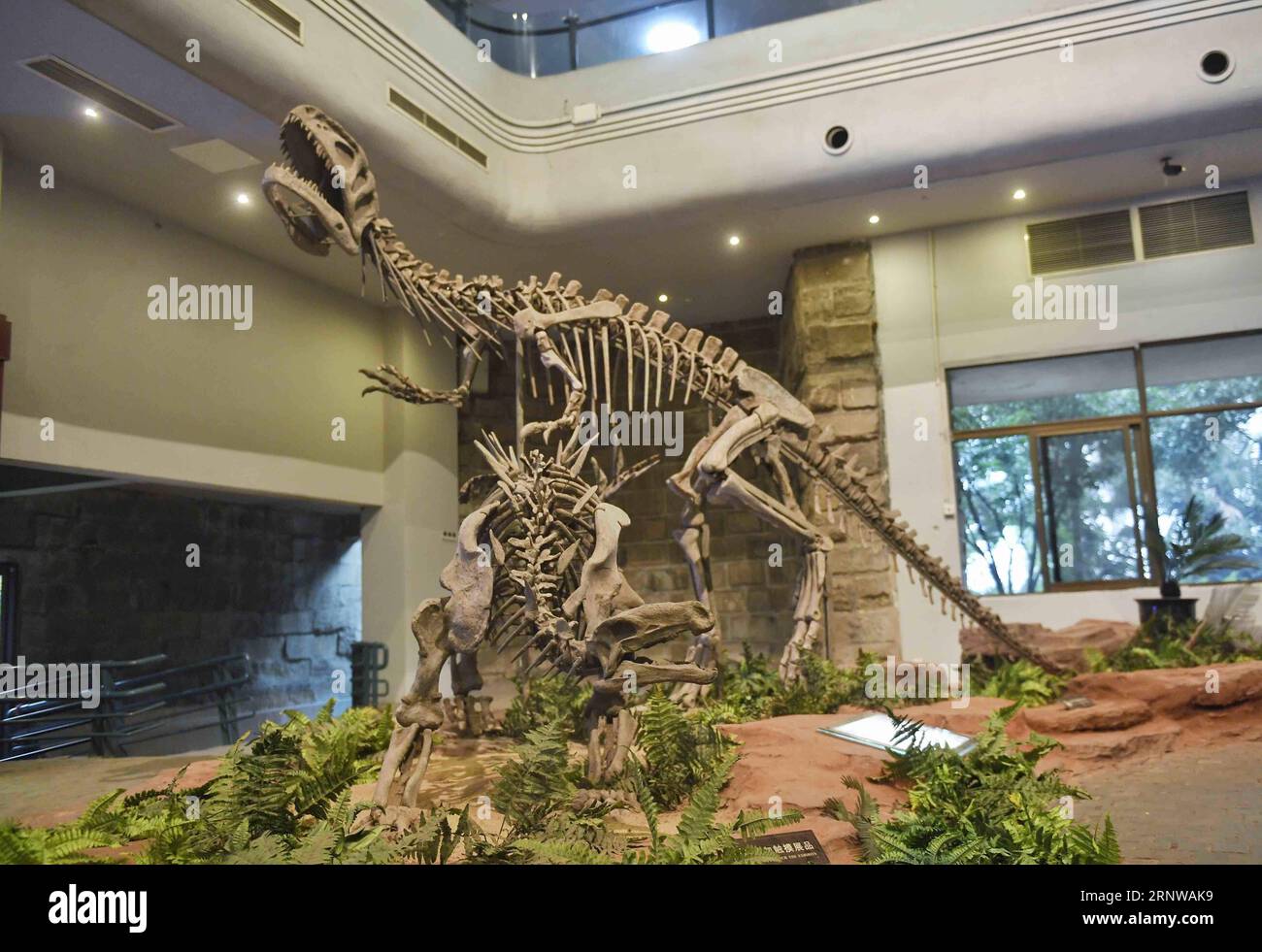 Szechuanosaurus hi-res stock photography and images - Alamy