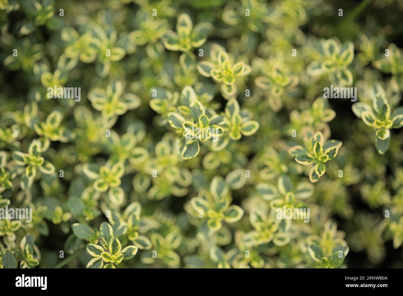 Thymus citriodorus AKA lemon thyme Stock Photo - Alamy