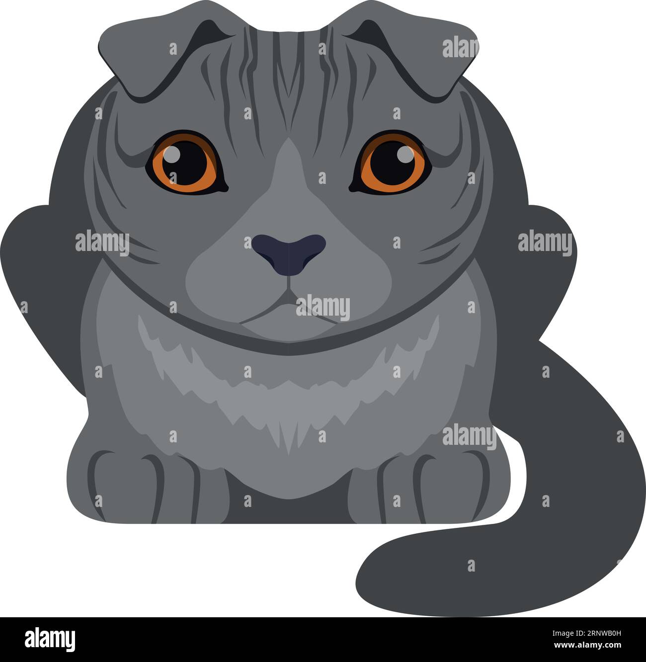 Domestic british shorthair cat Stock Vector Images - Alamy