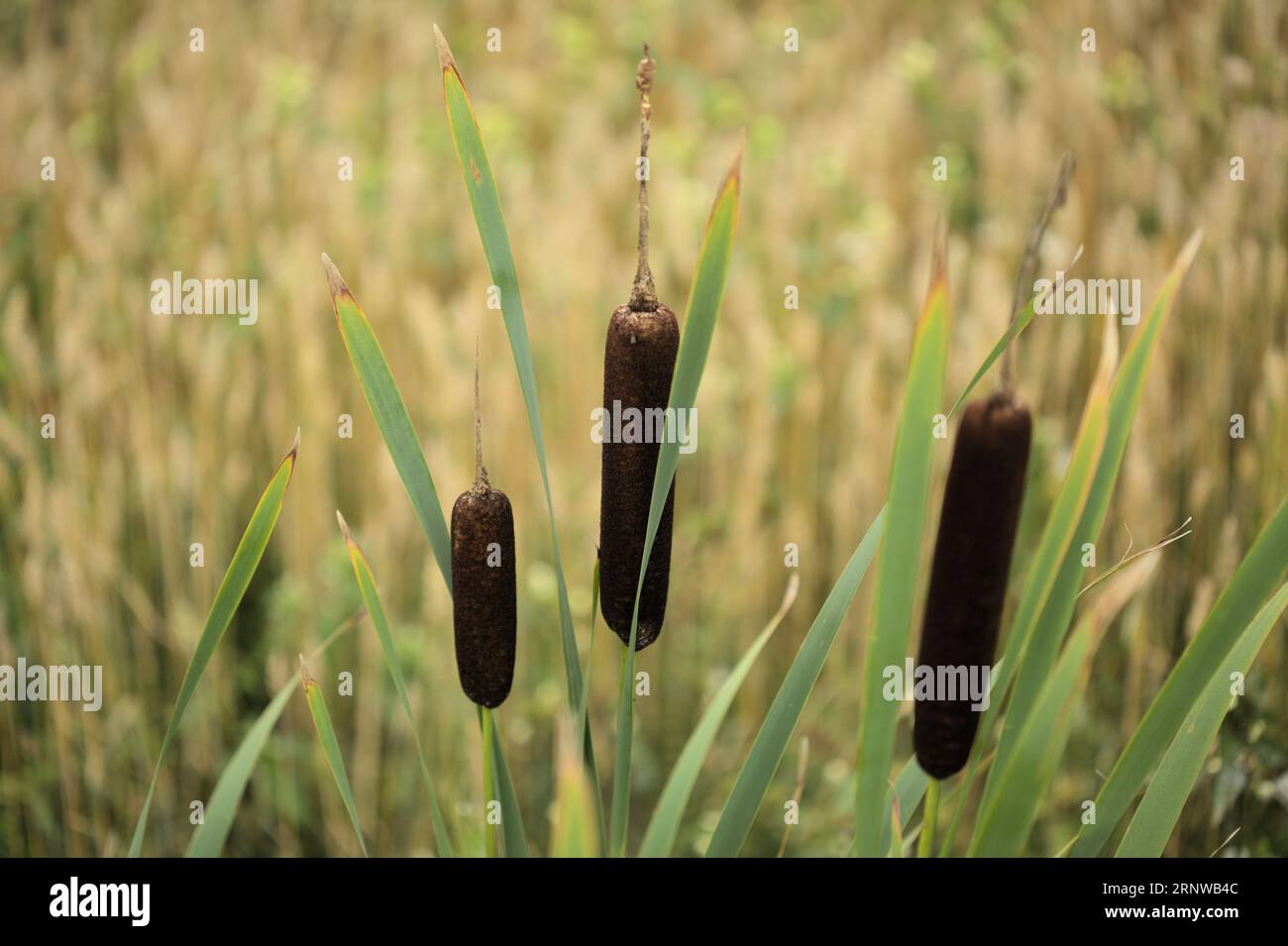 Typha latifolia rhizome hi-res stock photography and images - Alamy