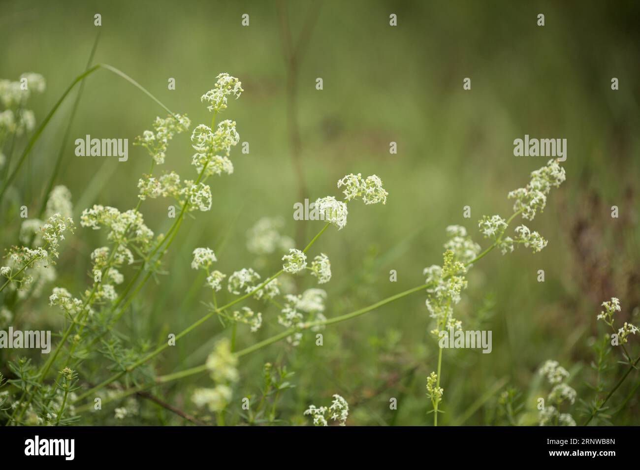 Flora of Finland - small white flowers of Galium saxatile, heath ...