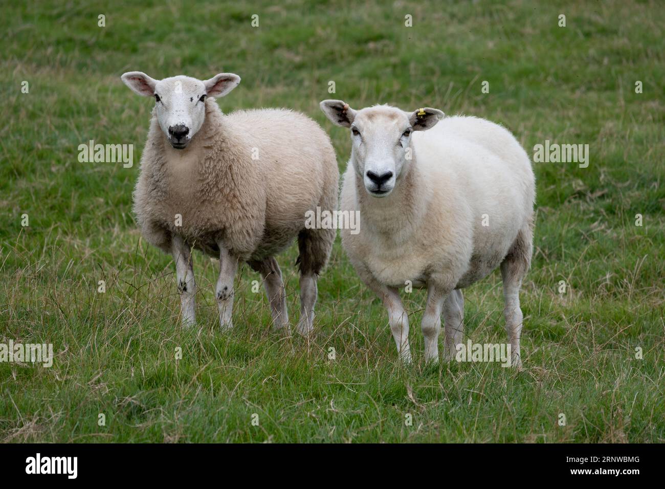 Animals looking at the camera hi-res stock photography and images - Alamy