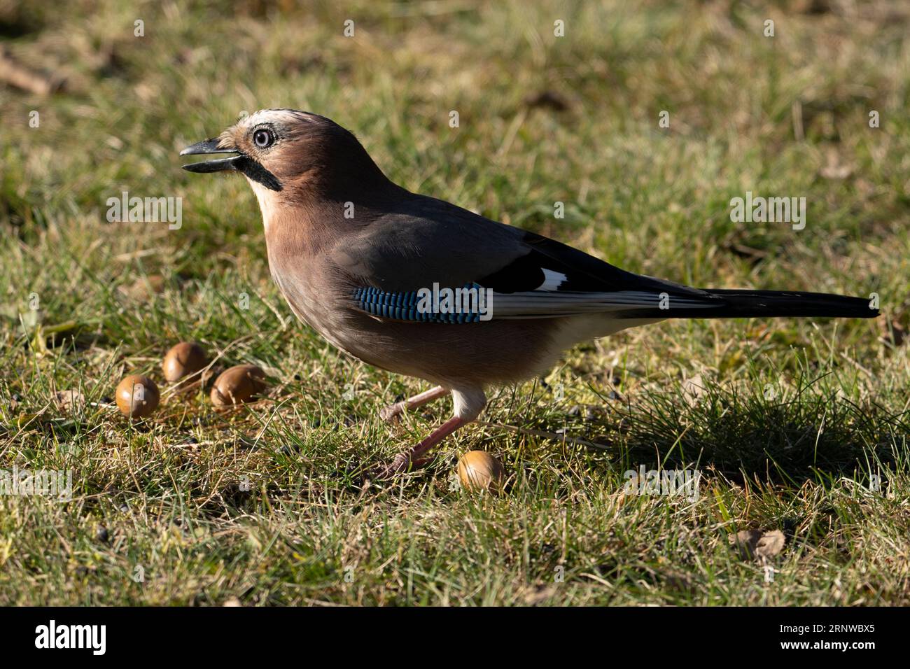 Garrulus glandarius Genus Garrulus Family Corvidae Eurasian Jay wild ...