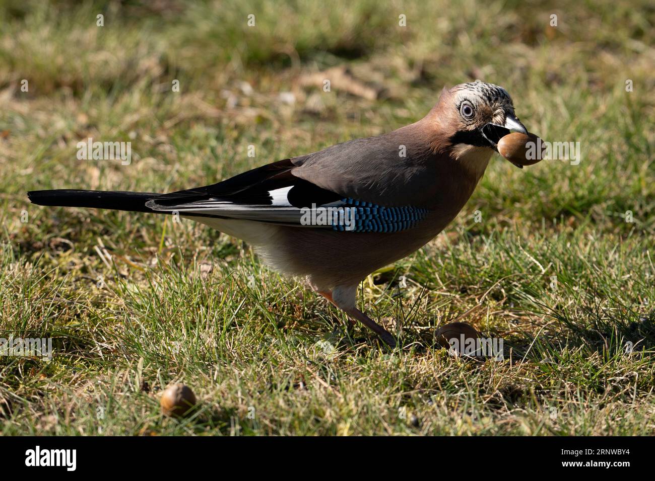 Garrulus glandarius Genus Garrulus Family Corvidae Eurasian Jay wild ...