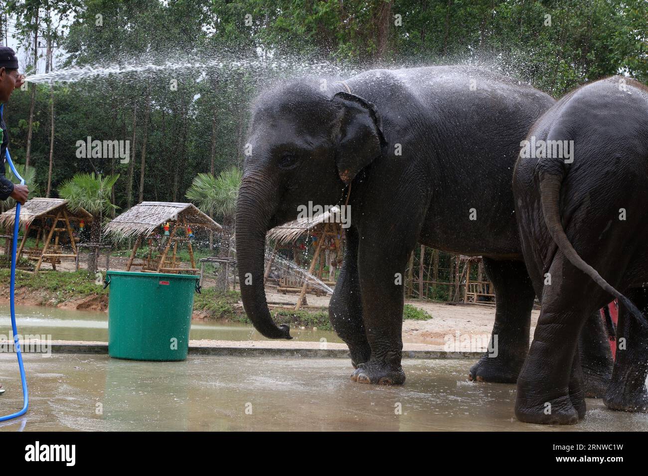 Phuket, Thailand. 02nd Sep, 2023. A man cools off an elephant in hot ...