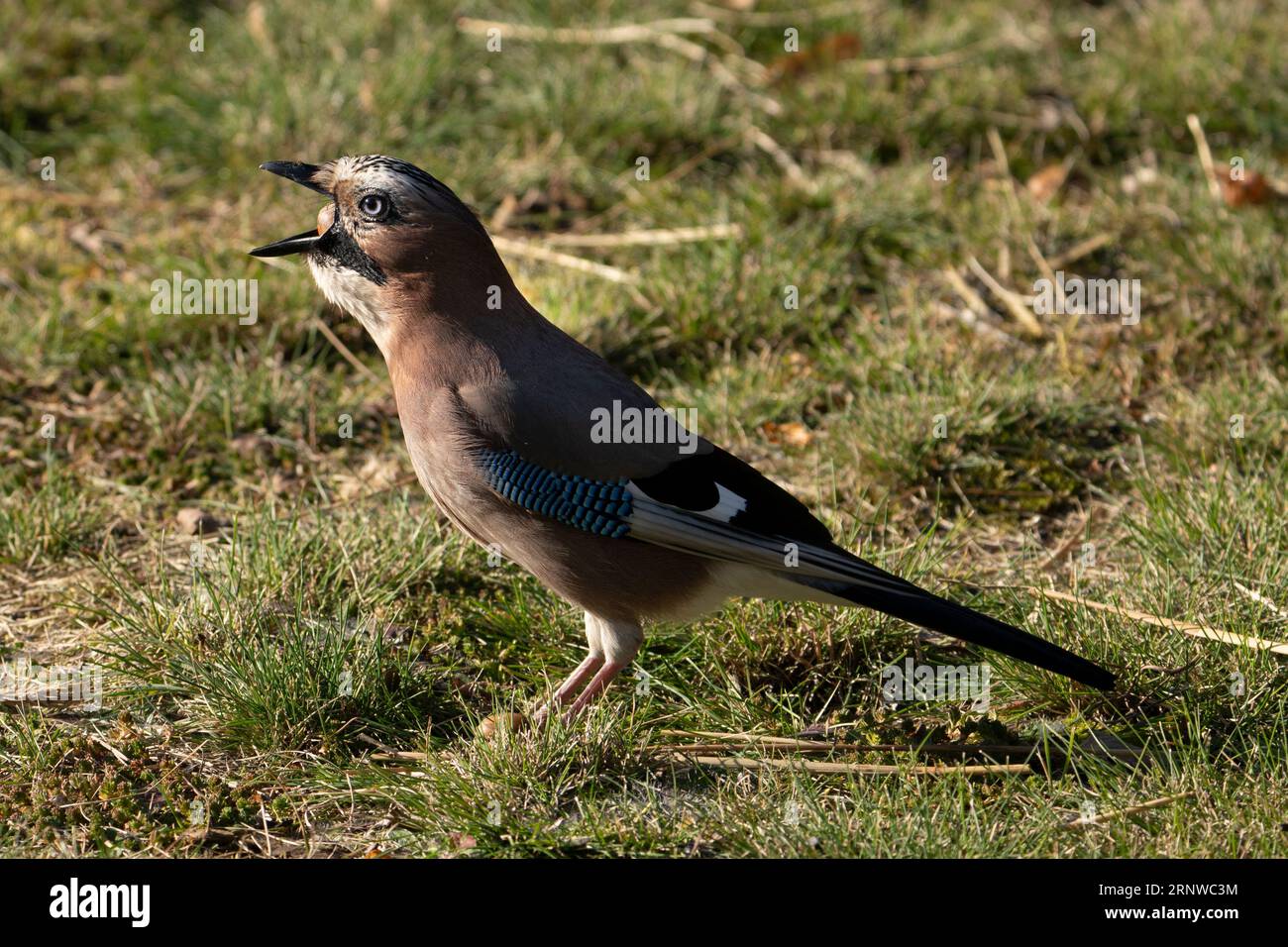 Garrulus glandarius Genus Garrulus Family Corvidae Eurasian Jay wild ...