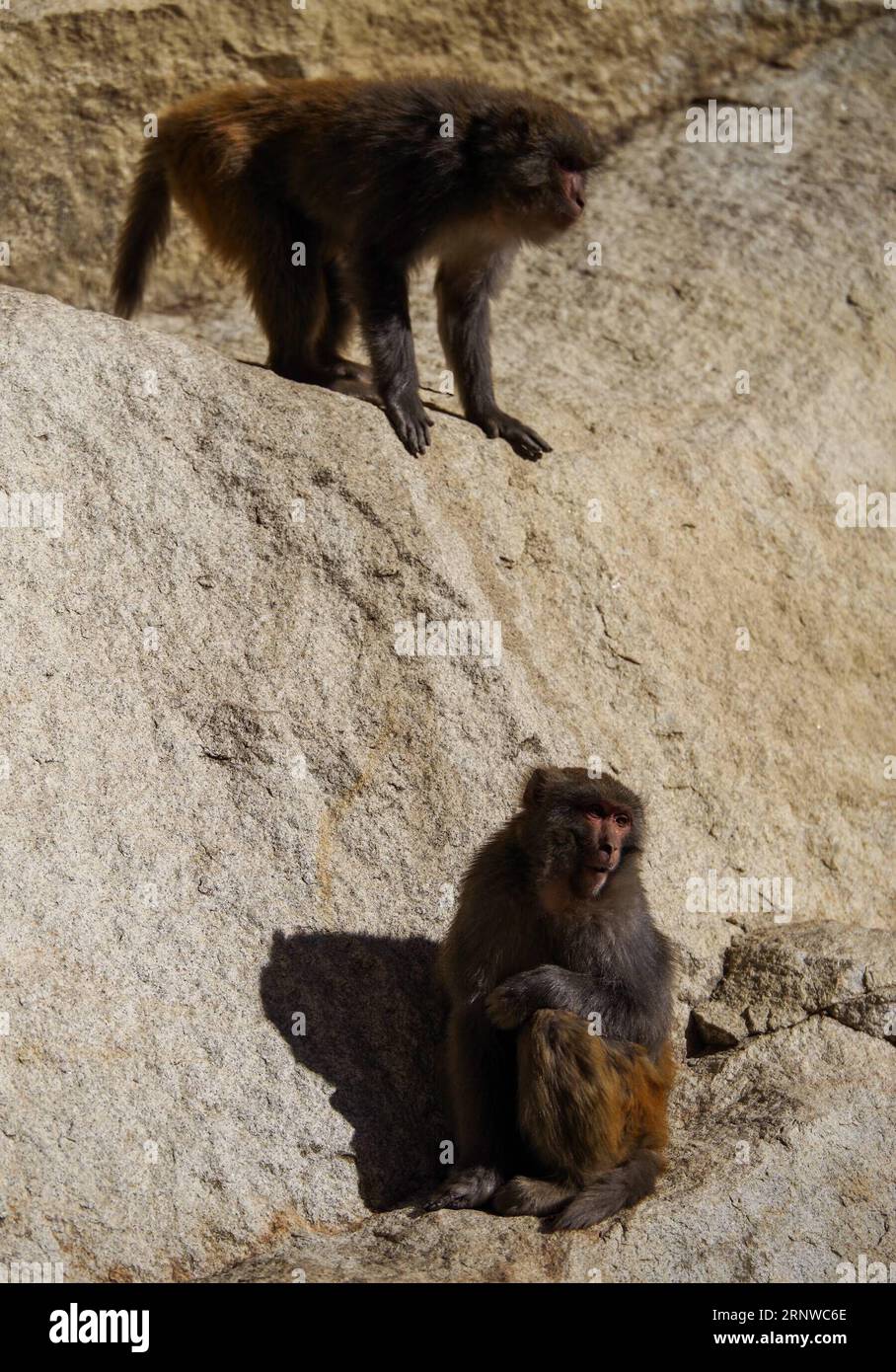 (171213) -- SHANNAN, Dec. 13, 2017 -- Tibetan macaques play at a gorge ...
