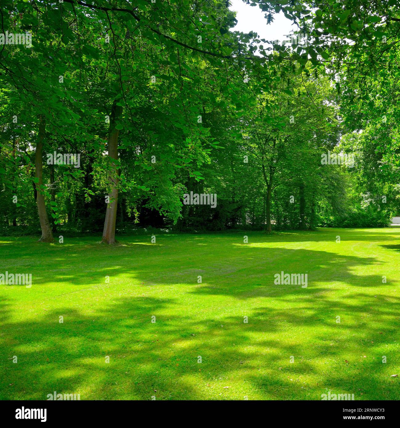 Country clearing in morning sun hi-res stock photography and images - Alamy