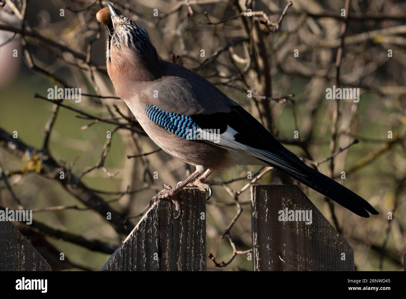 Kekstas hi-res stock photography and images - Alamy