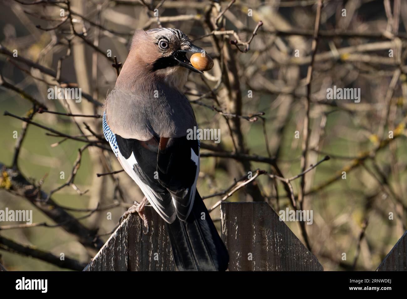 Photo of the bird hi-res stock photography and images - Alamy