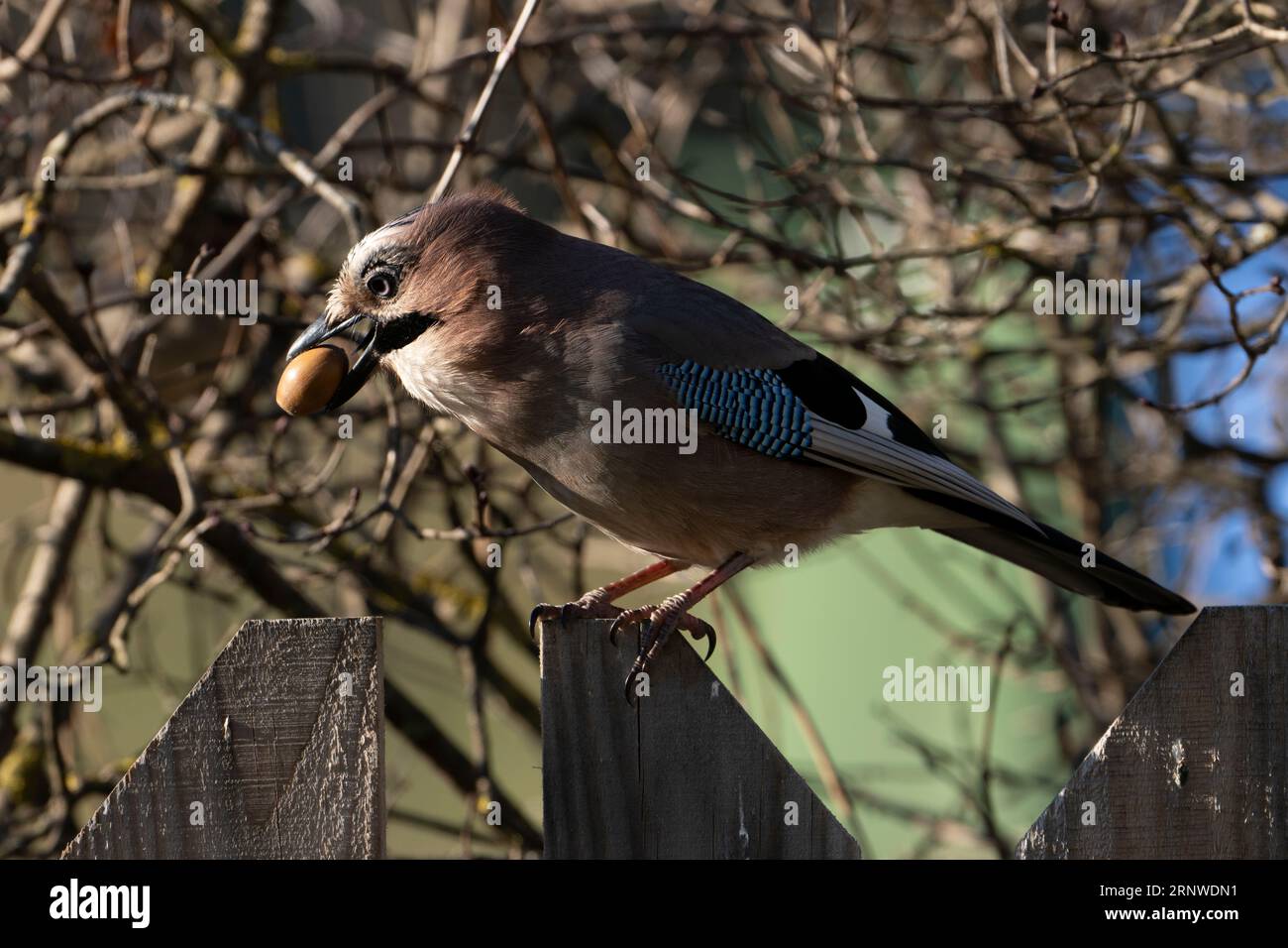 Garrulus glandarius Genus Garrulus Family Corvidae Eurasian Jay wild ...