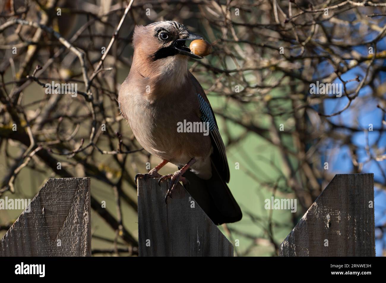Jay eating nut hi-res stock photography and images - Alamy