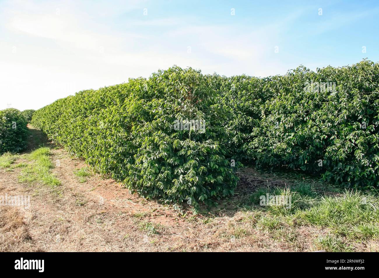 View farm with coffee plantation in Brazil - Cafe do Brasil Stock Photo ...