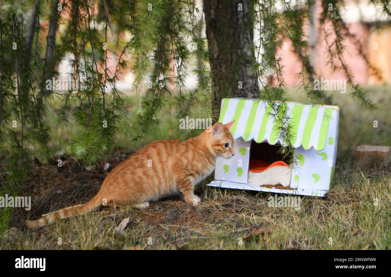 Cat shelter china hi-res stock photography and images - Alamy
