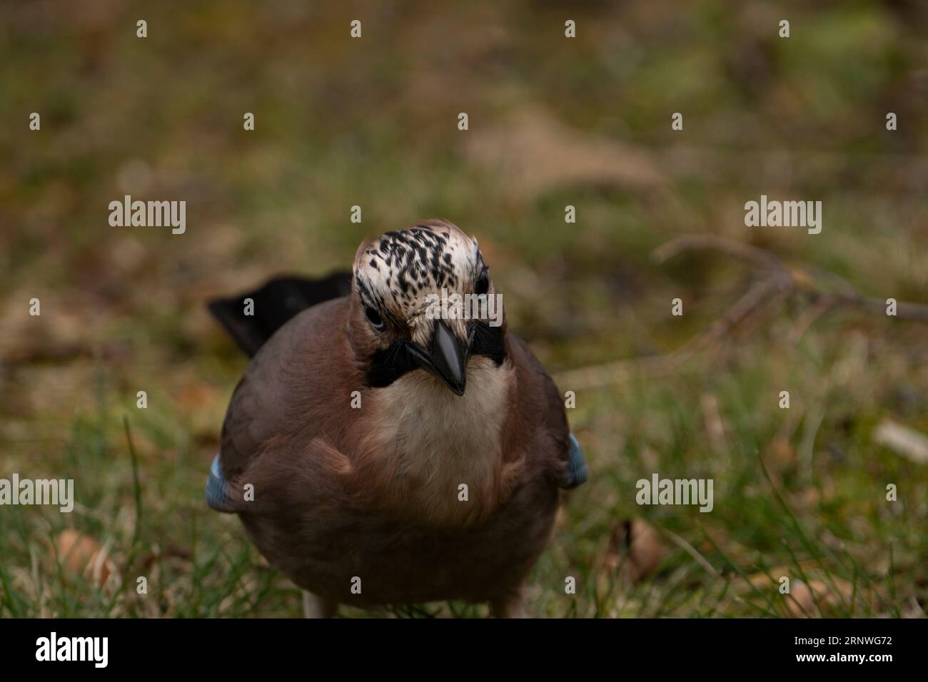 Photo of the bird hi-res stock photography and images - Alamy