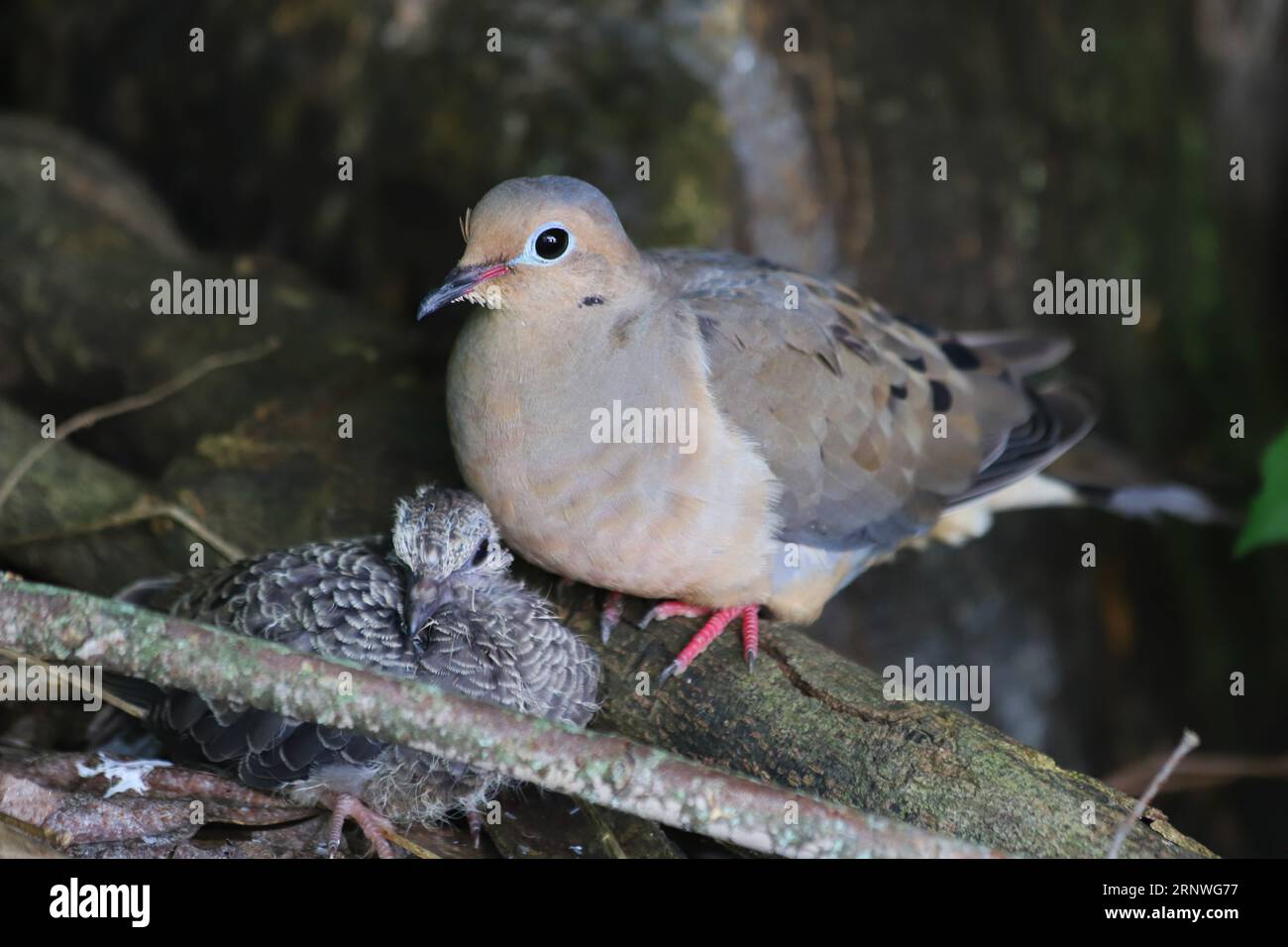 Medium close-up shot of a mourning dove perched on a branch protecting ...