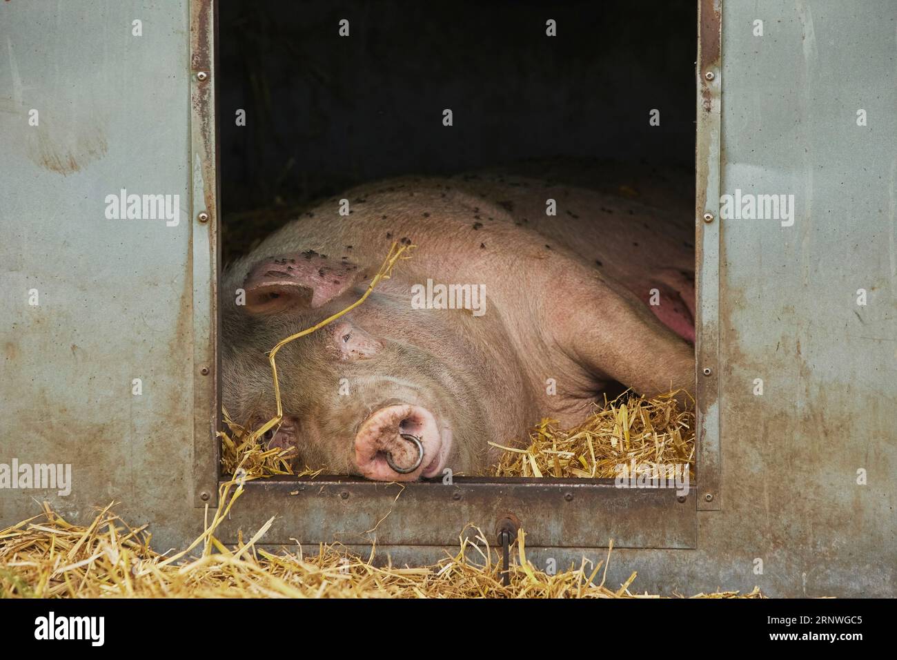 Eco pig farm in the field in Denmark. Sow in the house Stock Photo - Alamy