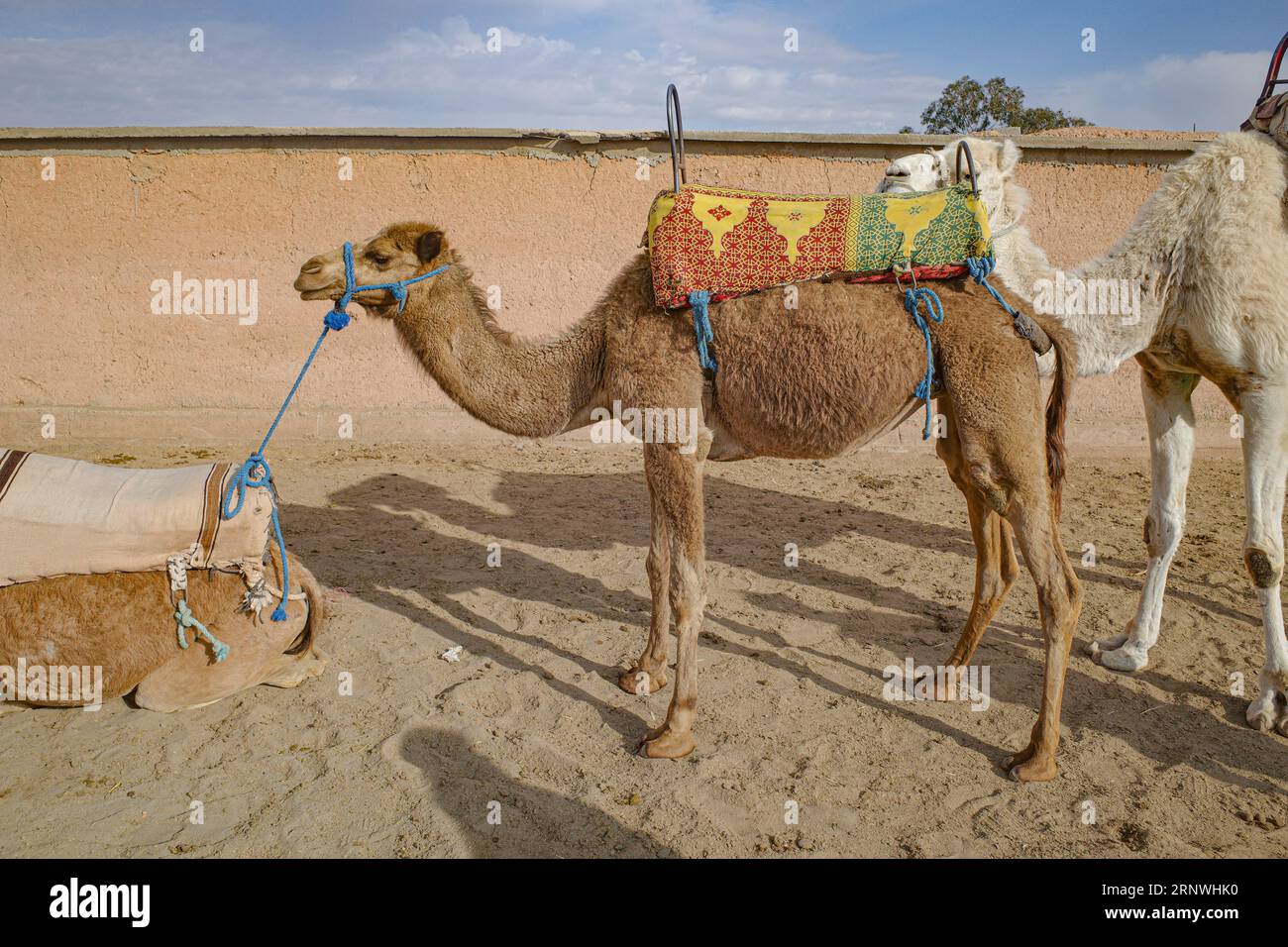 Marrakech, Morocco - 22 Feb, 2023: Dromedary camels ready to carry ...