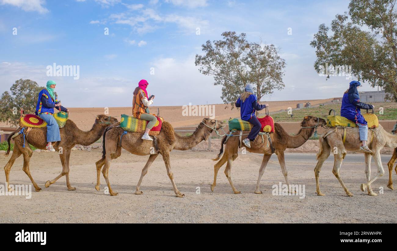 Marrakech, Morocco - Feb 22, 2023: Tourists ride Dromedary camels ...