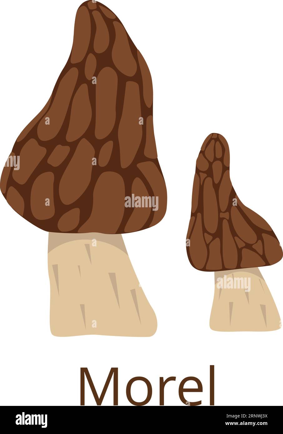 Morels morel spring mushroom fungi Stock Vector Images - Alamy