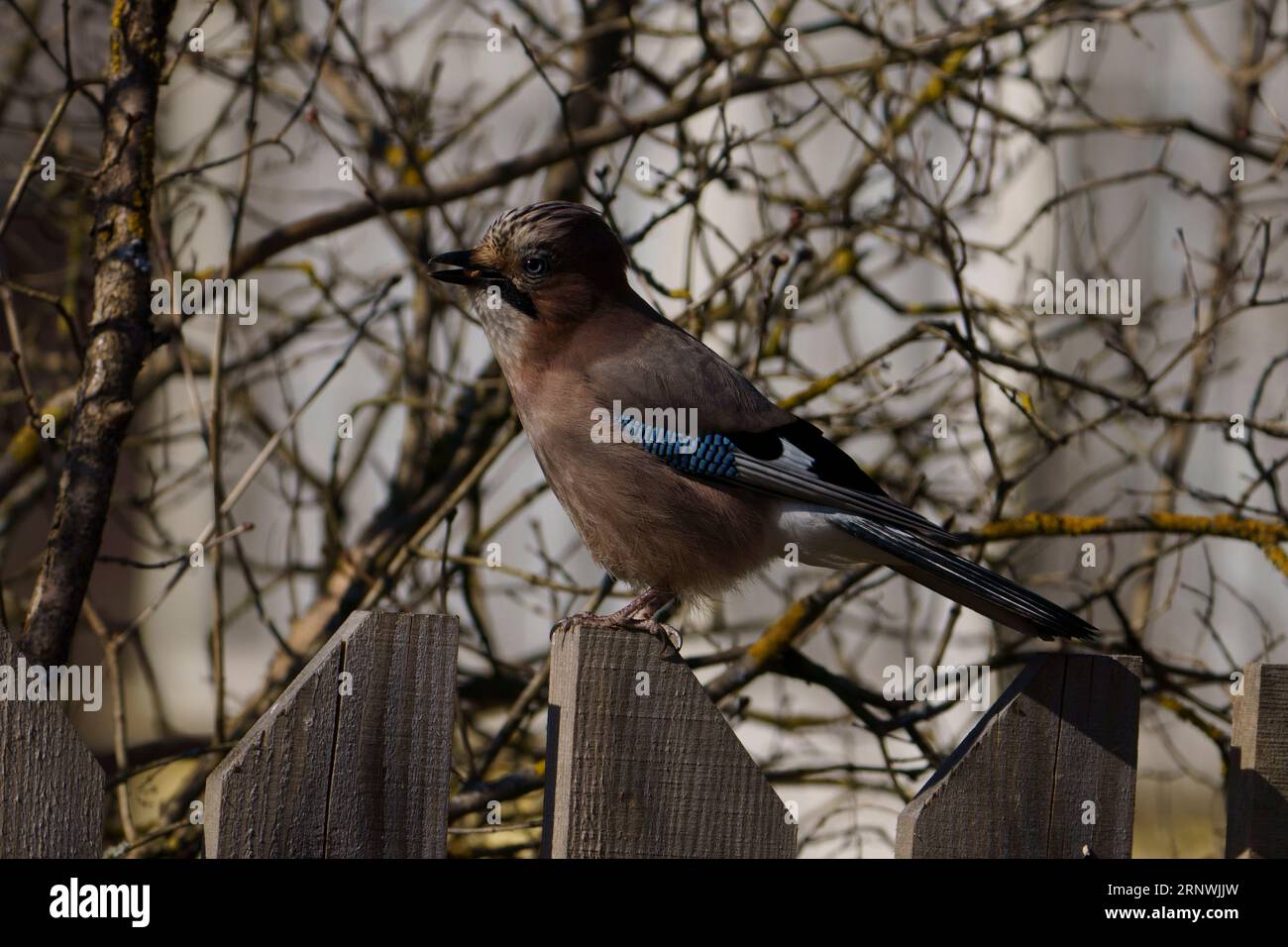 Garrulus glandarius Genus Garrulus Family Corvidae Eurasian Jay wild ...