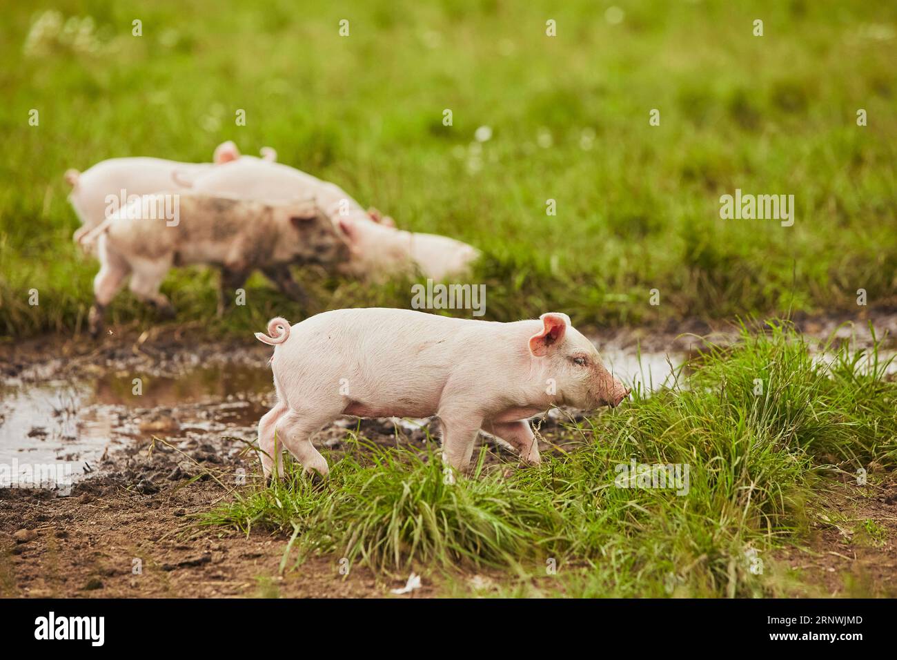 Eco pig farm in the field in Denmark. Cute pig in the pasture Stock ...