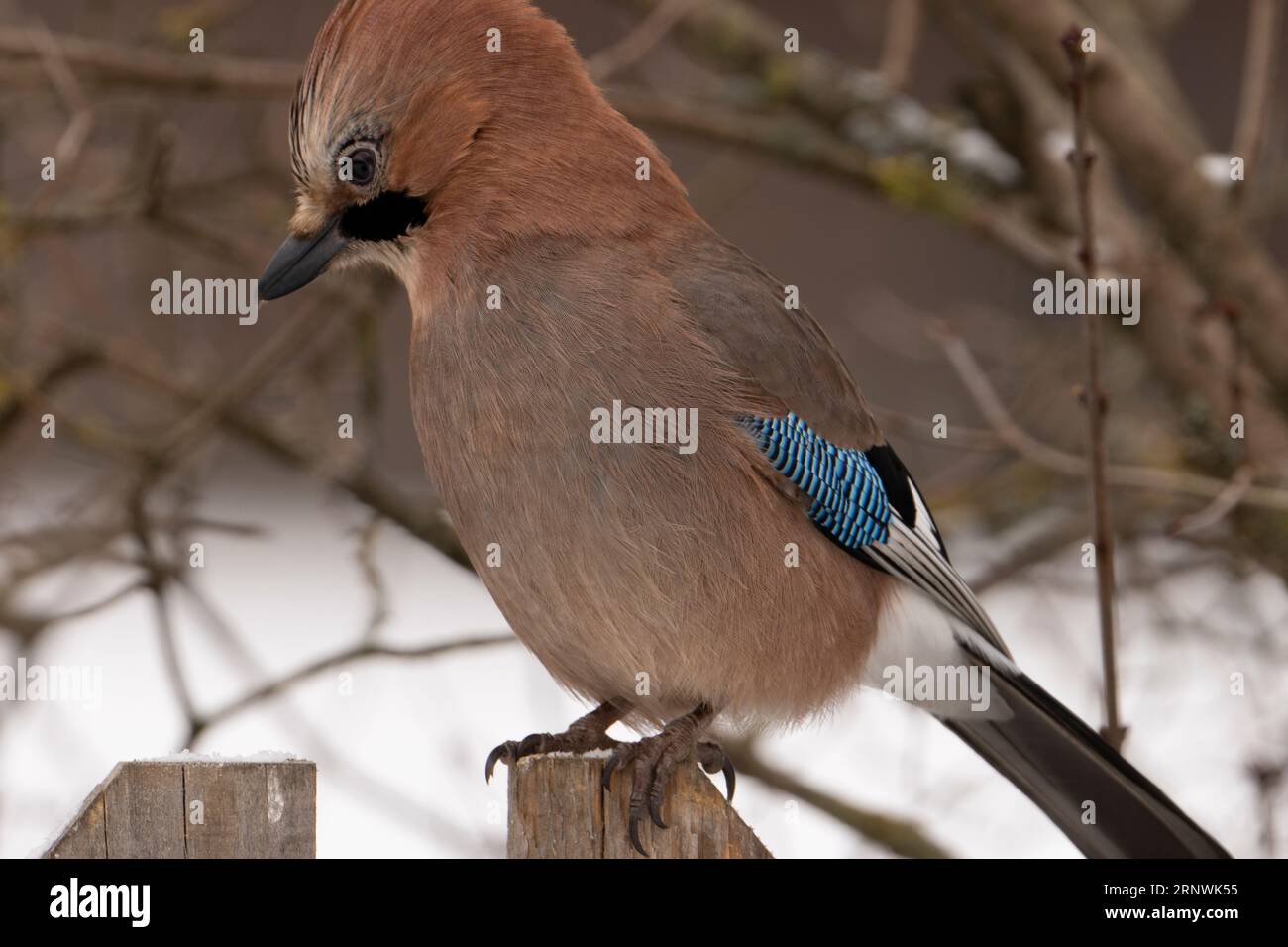 Garrulus glandarius Genus Garrulus Family Corvidae Eurasian Jay wild ...
