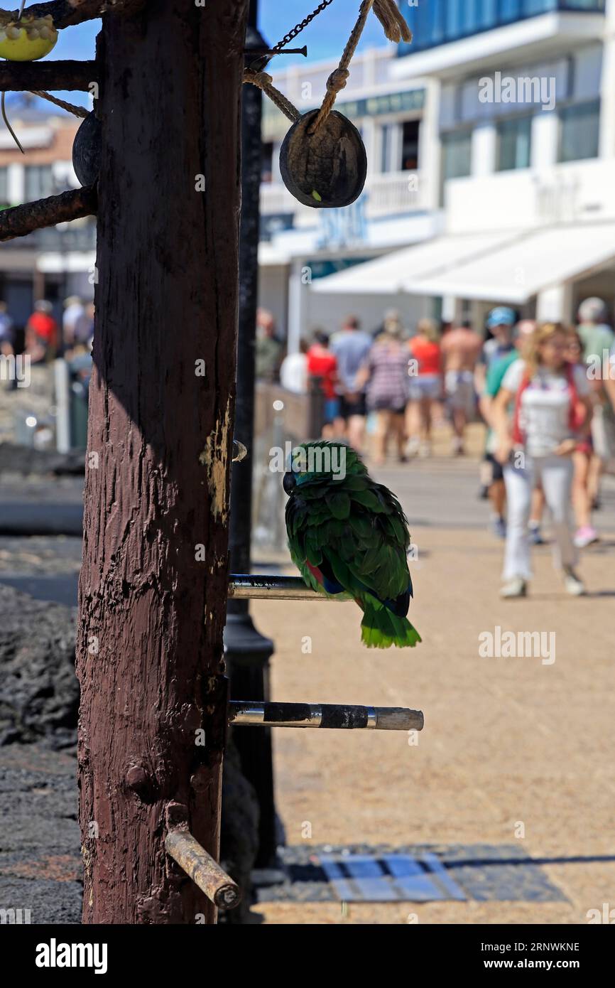 Small old green tame parrot / parakeet outside a bar in Playa Blanca ...
