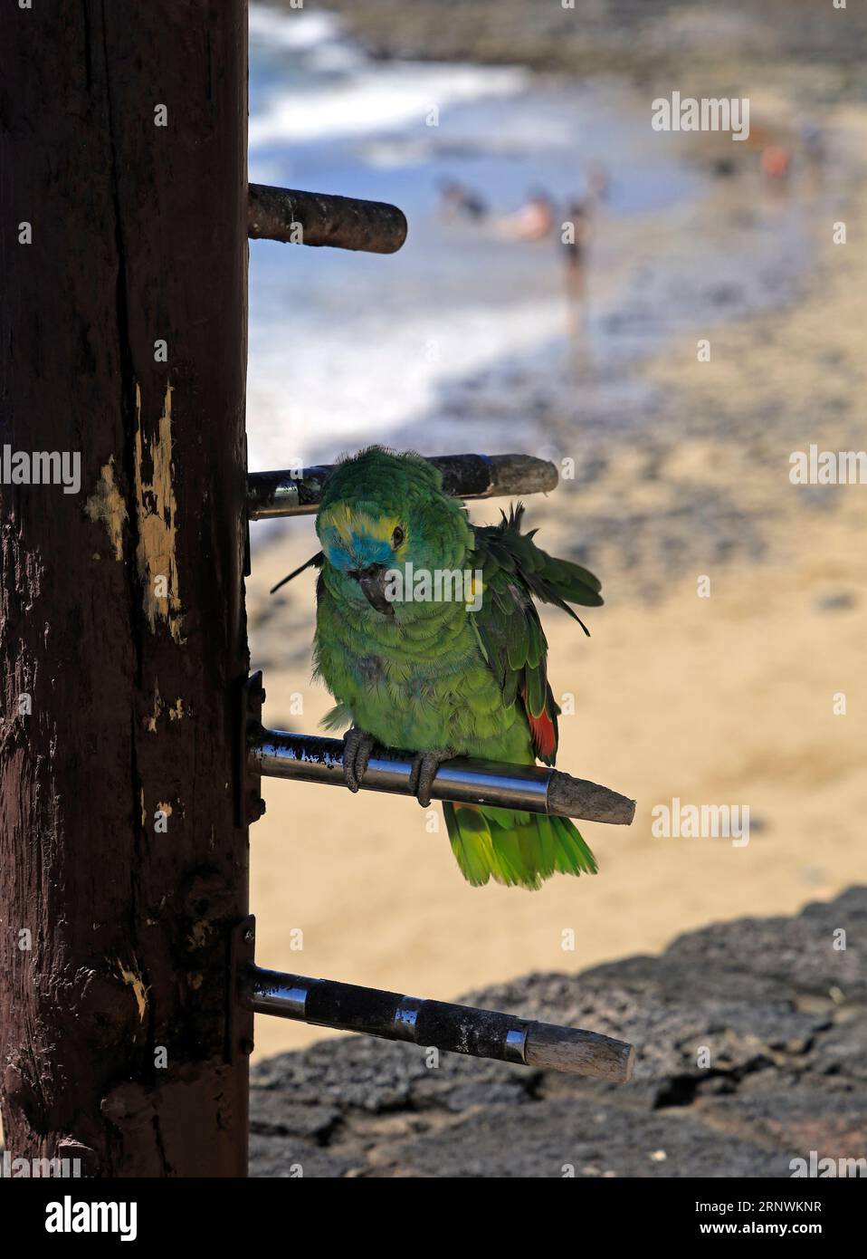 Lanzarote parakeet hi-res stock photography and images - Alamy