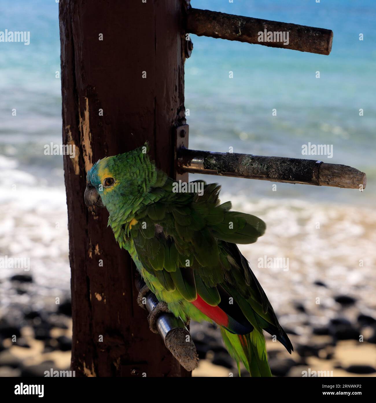 Old in playa blanca lanzarote hi-res stock photography and images - Alamy