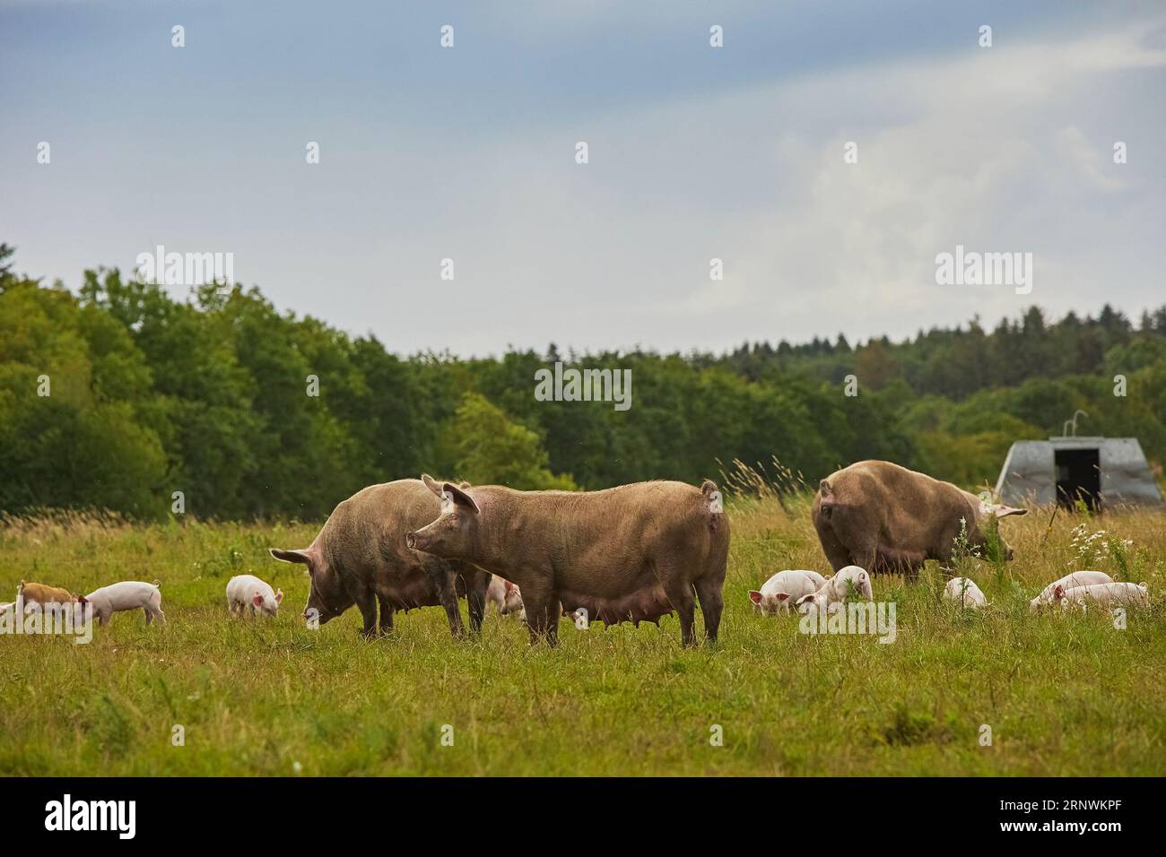 Eco pig farm in the field in Denmark Stock Photo - Alamy