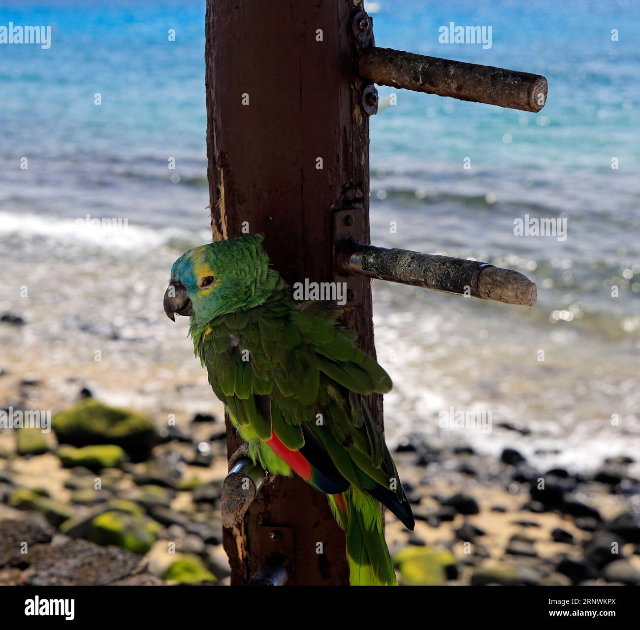 Small, green parrot on a perch outside a bar in Playa Blanca, Lanzarote ...