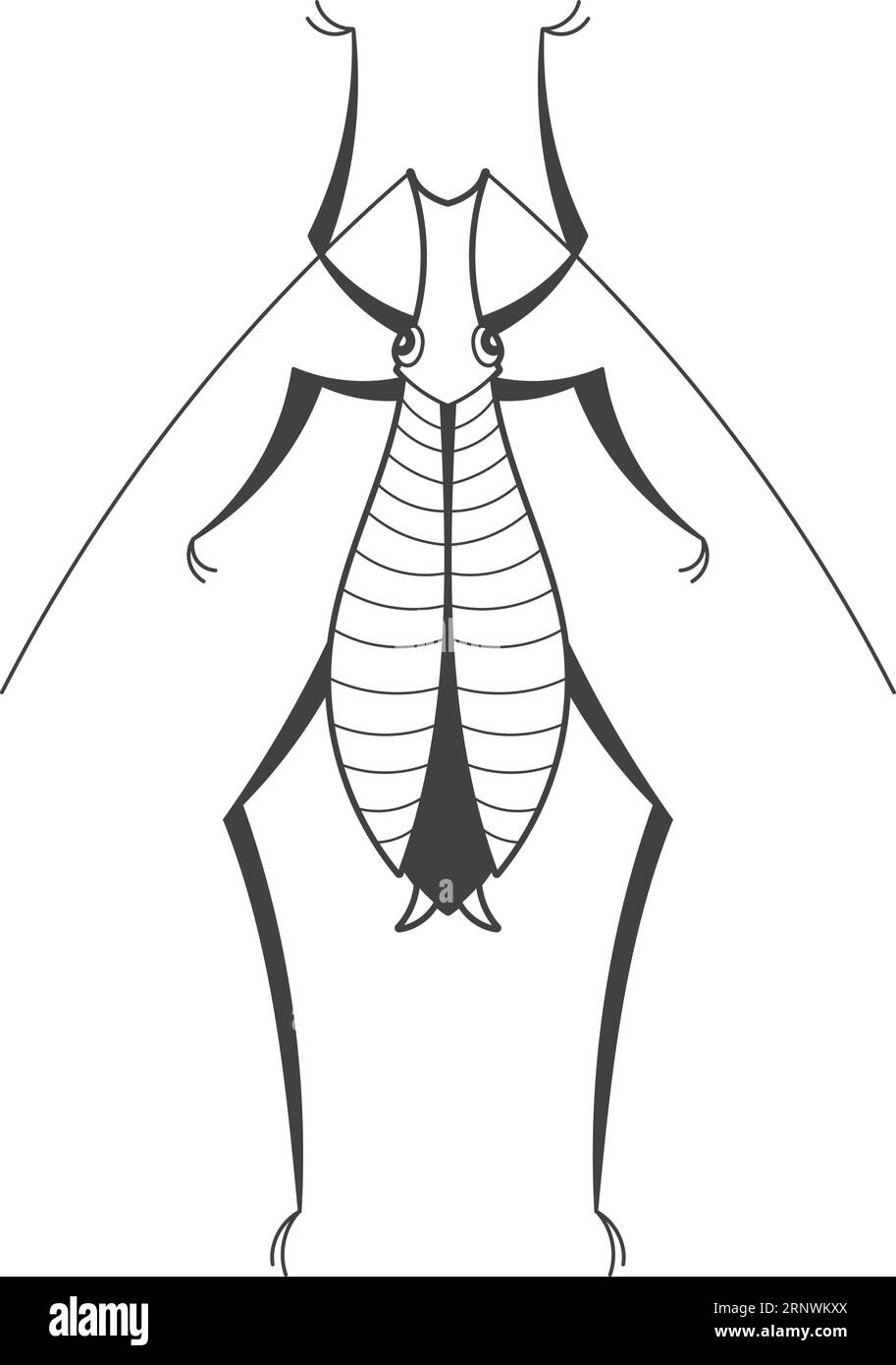 Tree cricket insect Cut Out Stock Images & Pictures - Alamy