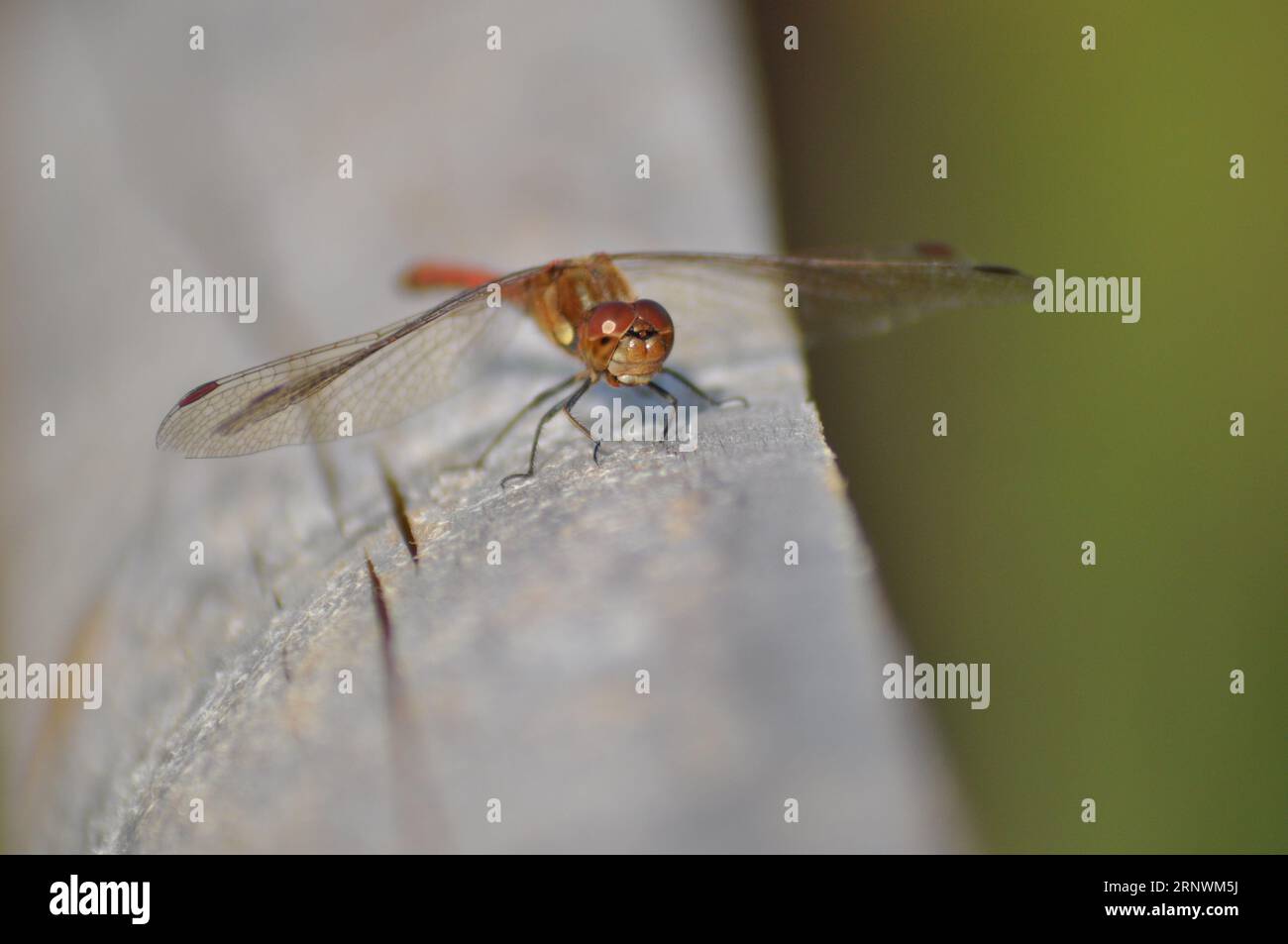 An orange Damselfly resting on wooden with wings wide open Stock Photo ...