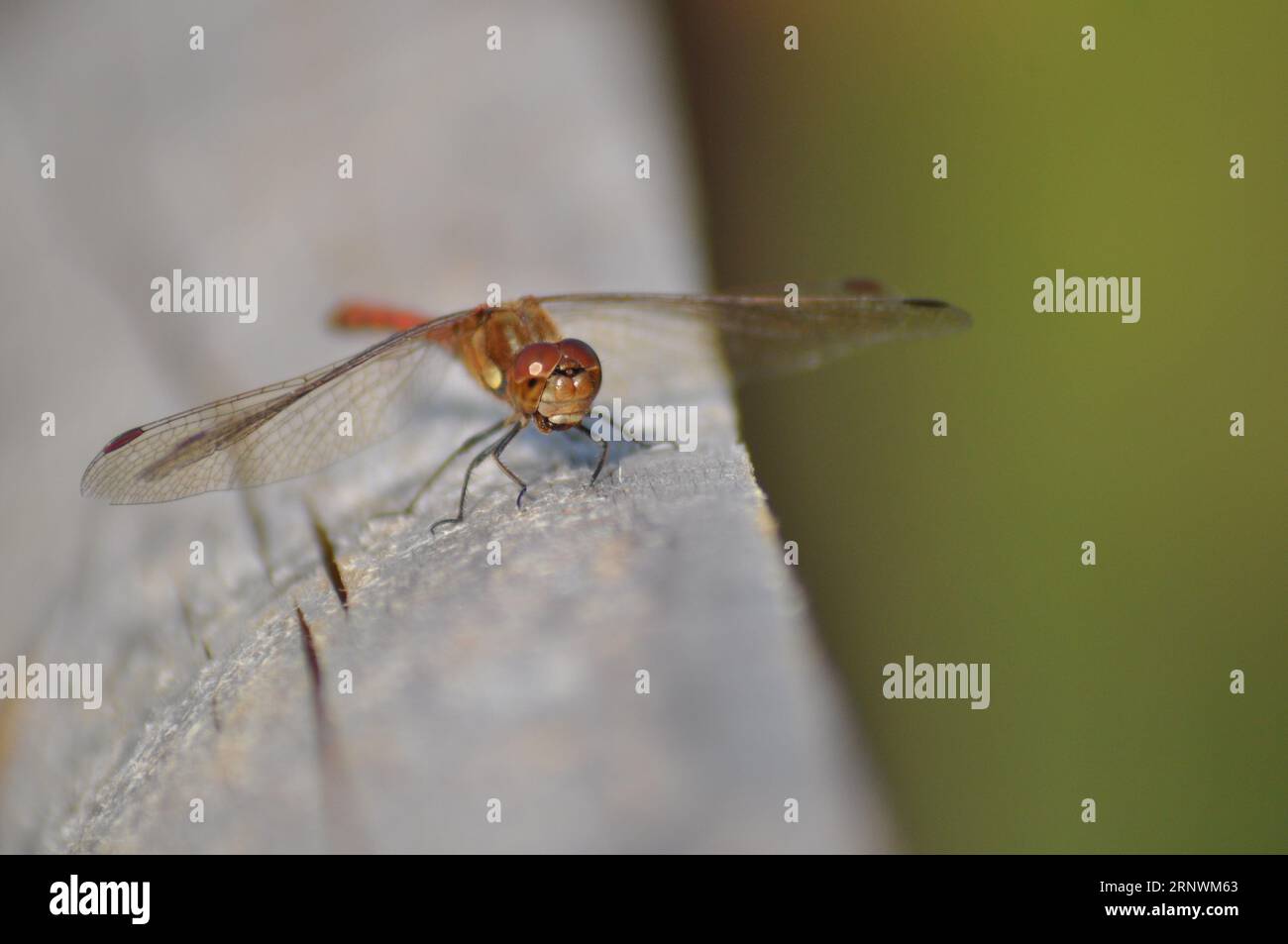 An orange Damselfly resting on wooden with wings wide open Stock Photo ...
